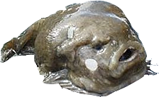 BetterTTV - FishMoley by NightDev