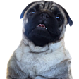 BetterTTV - pugZilla by ビール
