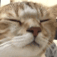 BetterTTV - catJam by AVlst