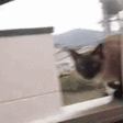 BetterTTV - catJam by CharlieMKE