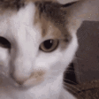 BetterTTV - catJAM by baucek