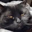 BetterTTV - catJAM by Merl