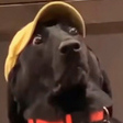 BetterTTV - PogDog by 1_shkolozavrik_1