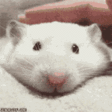 BetterTTV - peepoPat by hibiscobisco