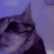 BetterTTV - catJAM by stonecoldamazing