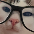 BetterTTV - SmartCat by imayukii