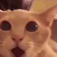 BetterTTV - catGASP by angeleverly