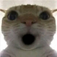 BetterTTV - Catpog by zorthas_
